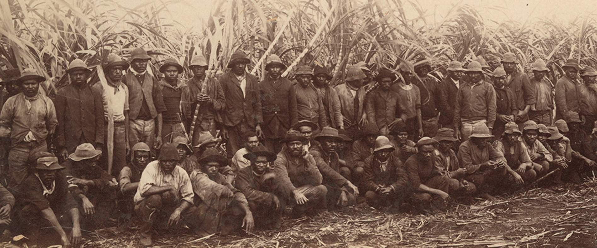 South Sea Islanders cutting cane in the Bundaberg district ca. 1906 ...