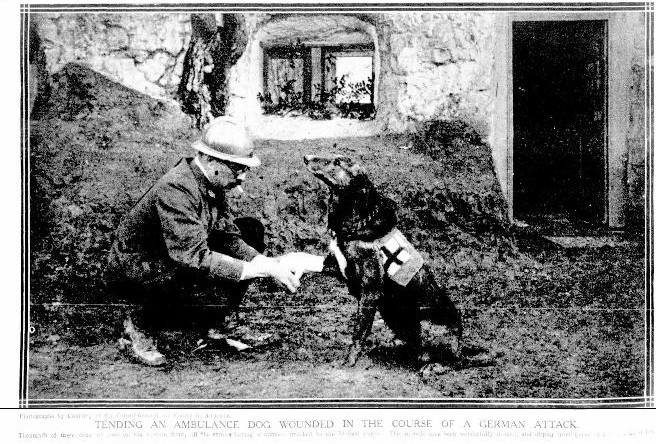 Doing Their Bit: Mercy Dogs of WWI | State Library Of Queensland