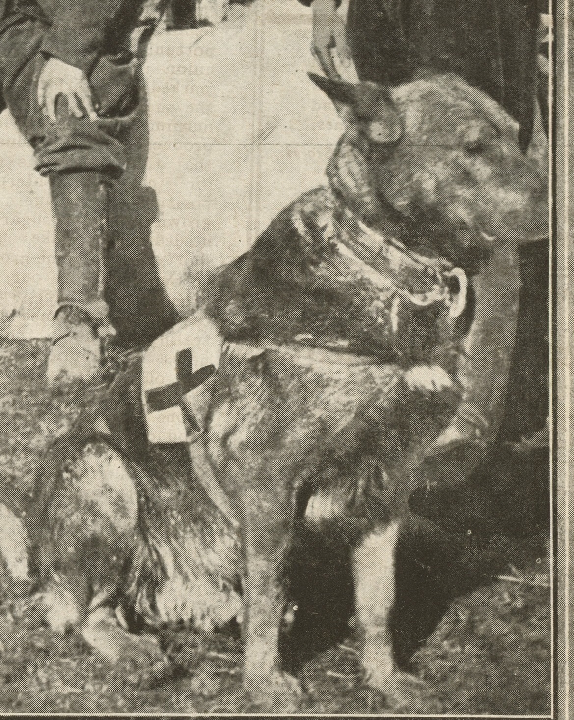 Doing Their Bit: Mercy Dogs of WWI | Stories | Anzac Square