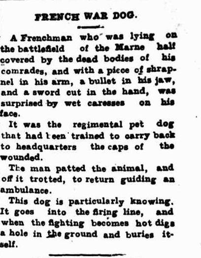 Doing Their Bit: Mercy Dogs of WWI | State Library Of Queensland