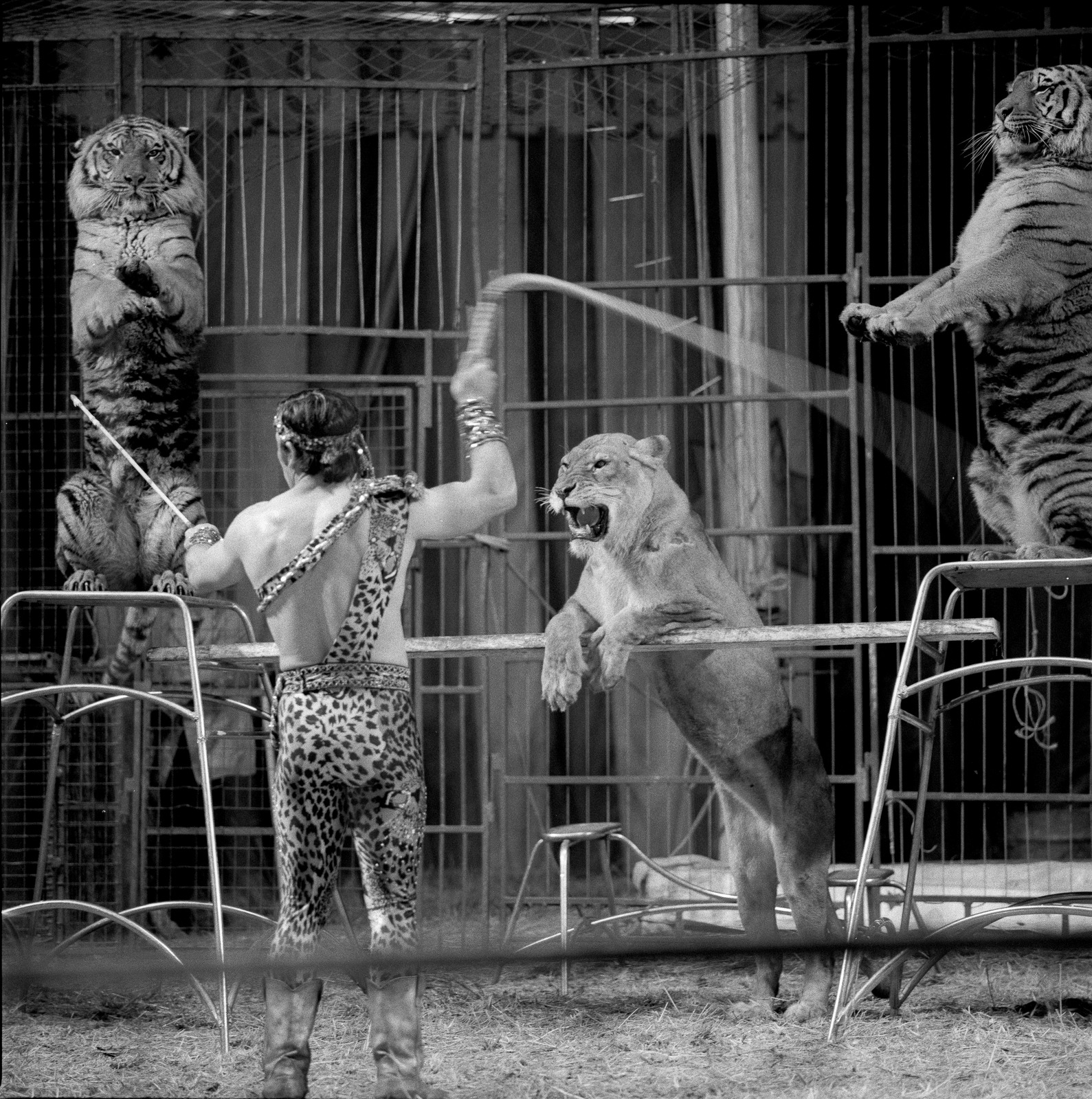 Year of the Tiger: Queensland's Tiger Kings | State Library Of Queensland