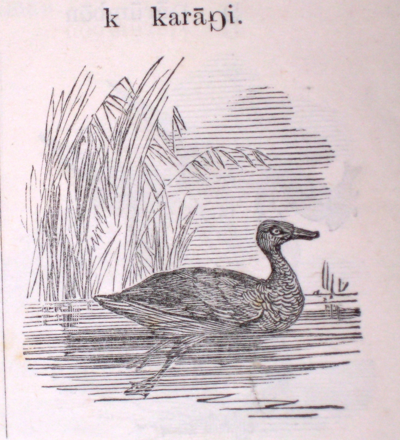 Indigenous Languages Wordlists | State Library Of Queensland