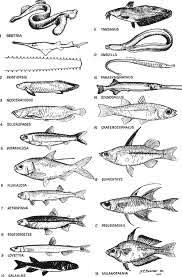 Aboriginal names mostly of marine animals from North Queensland ...