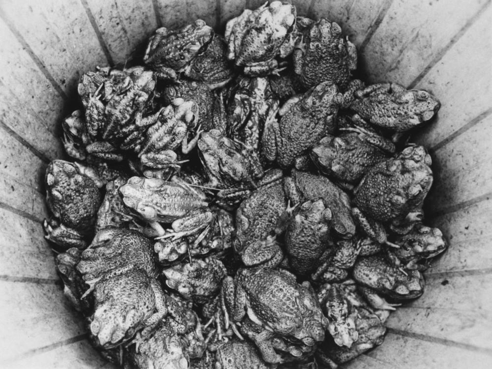 TOAD ARMY LANDS : the cane toad in the press | State Library Of Queensland