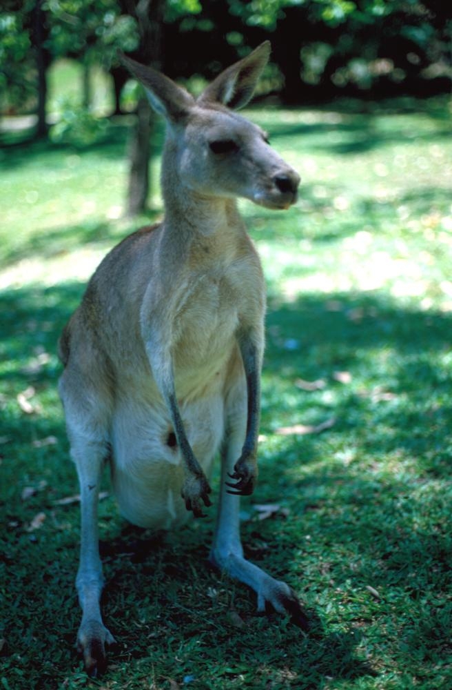 Culinary guide to Queensland critters | State Library Of Queensland