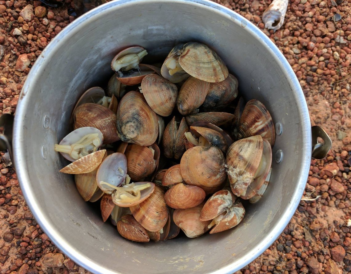 Diving into the History of Queensland's Pearl Shelling Industry - The ...