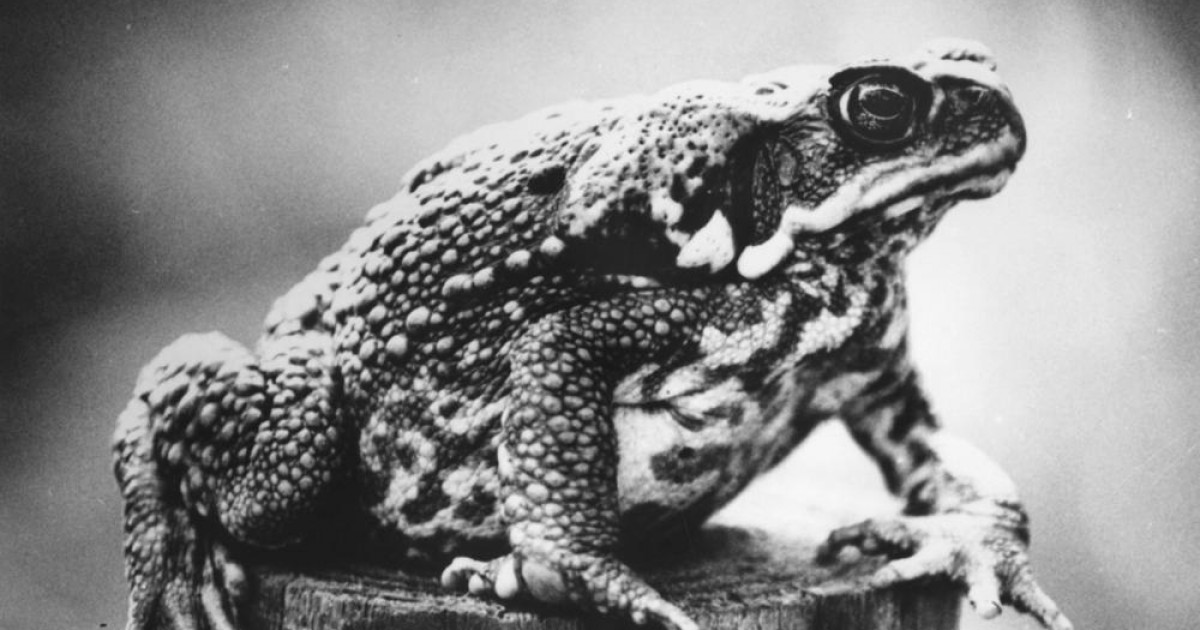 TOAD ARMY LANDS : the cane toad in the press | State Library Of Queensland