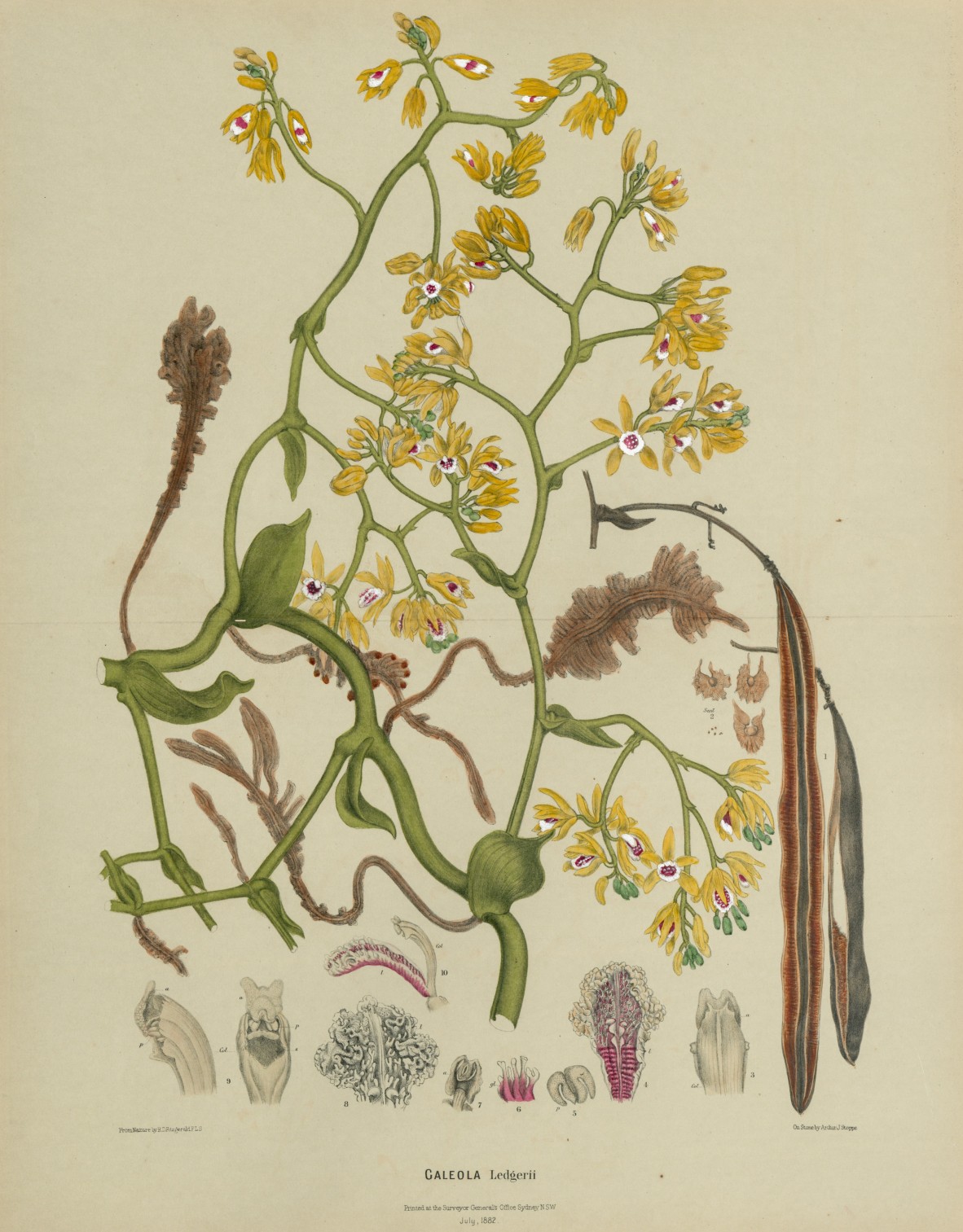 Orchidelirium: when love turns to obsession | State Library Of Queensland