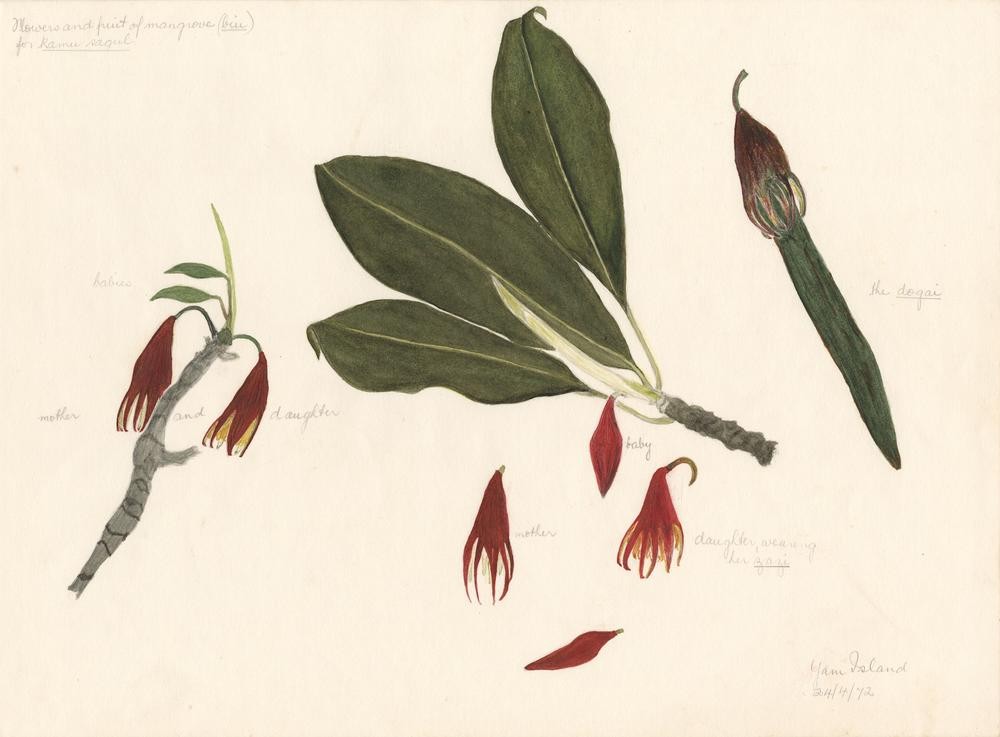 Queensland’s coastal kidneys: mangroves | State Library Of Queensland