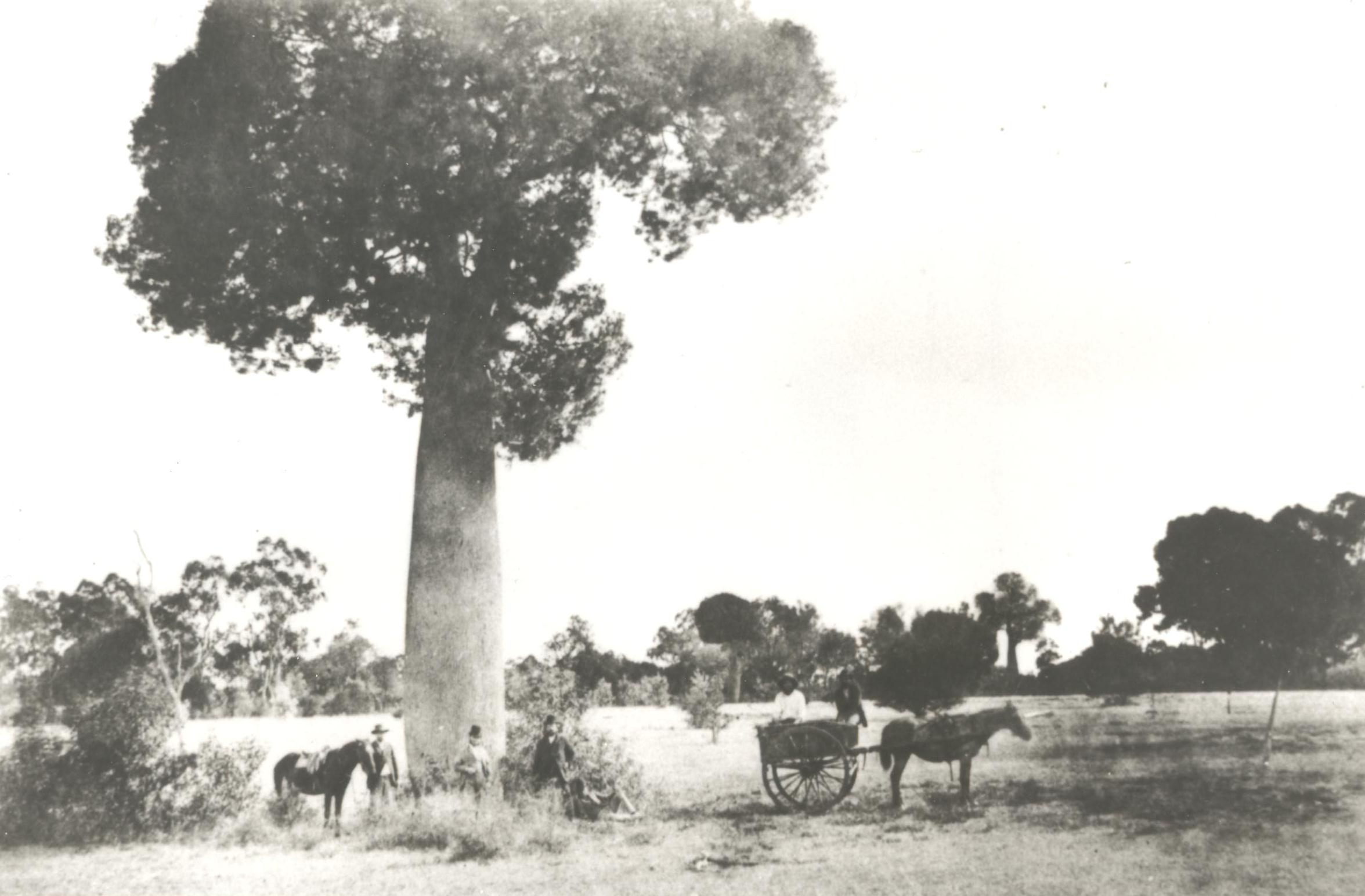 Roma War Memorial | State Library Of Queensland