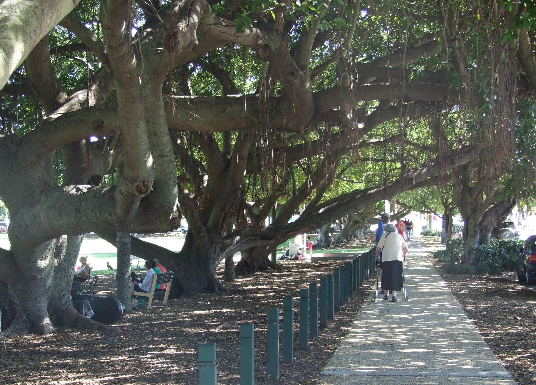 Bulimba Memorial Park Avenue of Honour and Bulimba Soldiers and Sailors ...